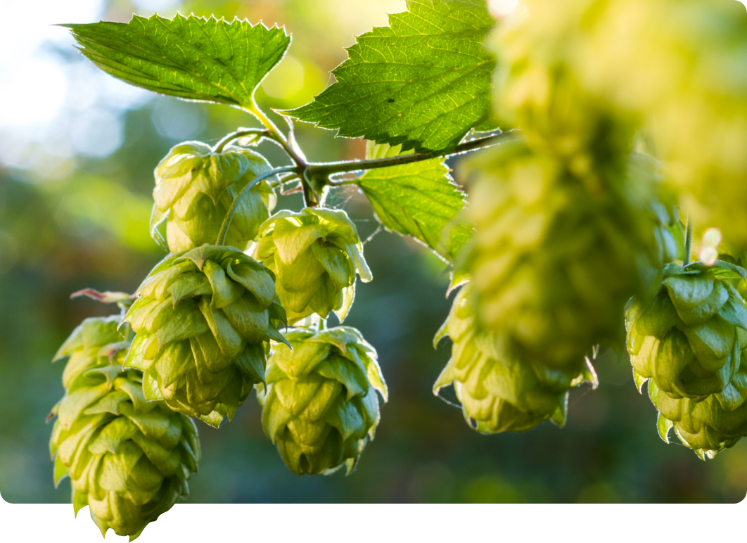 Quantum Series Hop Extracts | Built for Aroma | Abstrax Hops